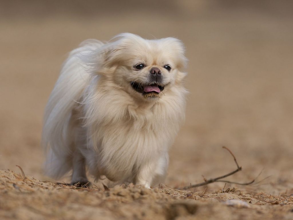 Pekingese Dog Breed Information: Thriving in Apartments, Ideal for ...